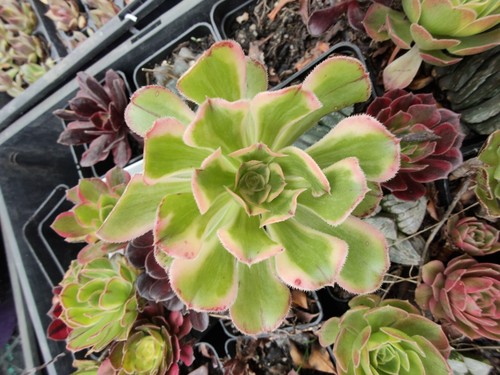 Aeonium Athena Variegated # one head rooted 8cm diameter | eBay Australia