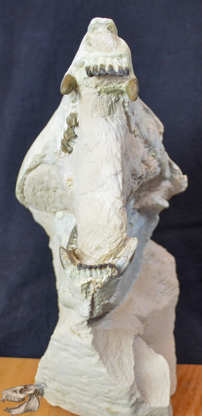 Large Oreodont Skull on Matrix, Eporeodon major, Badlands, SD Fossil ...