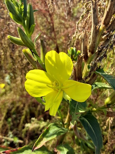Evening Primrose King's Cure All 100 Seeds Organic Health Herb ...