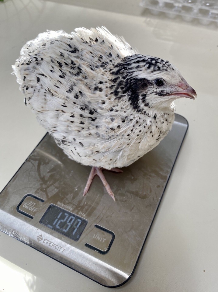20 Jumbo Pearl Fee Coturnix Quail Hatching Eggs-Ships UPS 2nd Day Air ...