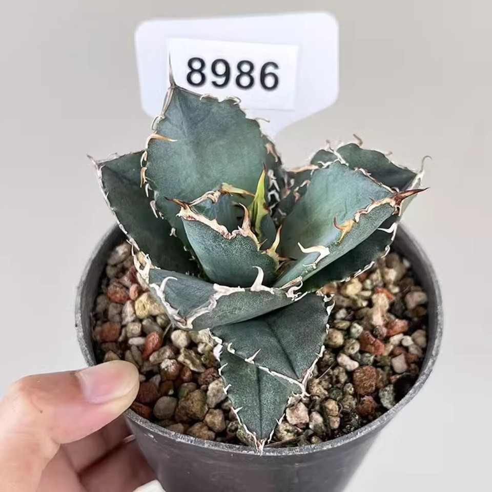 8CM Succulent Plant Agave Titanota Beluga Whale Agavaceae Home Garden ...