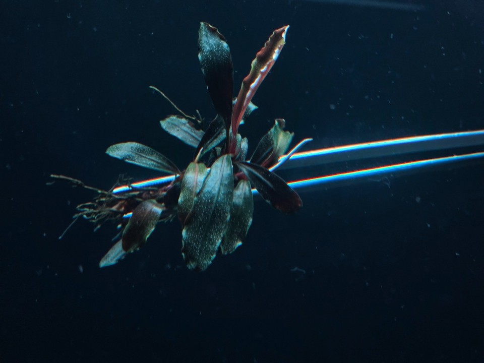 Bucephalandra Super Blue Line-Live Aquatic Buce Epiphyte Rhizome Plants ...