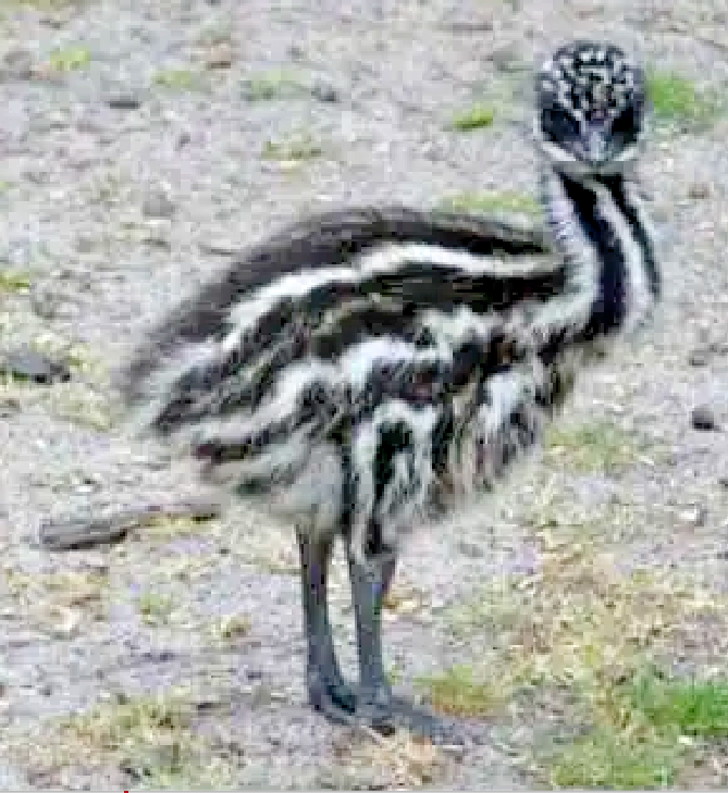 FRESH FERTILE EMU HATCHING EGGS USPS PRIORITY MAIL SHIPS WITHIN 24HR ...