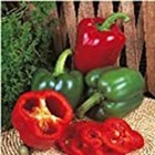 New Ace Sweet Peppers Seeds (((25 Seed Packet))) (More Heirloom ...