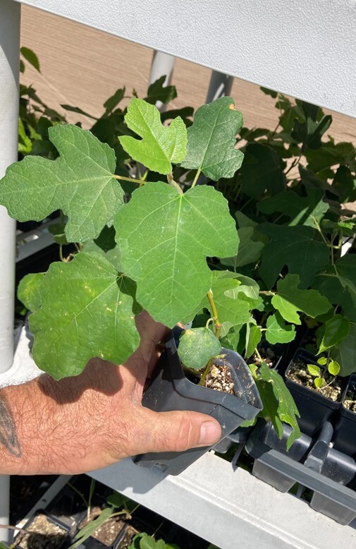 Fignomenal Dwarf Fig Tree – Dwarf Fig Plant – Self Fertile | eBay