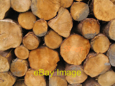 Photo 6x4 Log ends Glencrosh Hill Various cross-section sizes of ...