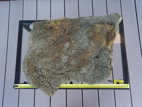 WOOLLY MAMMOTH genuine skin with a little hair frag Pleistocene 43x37 ...