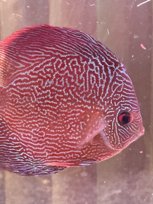 Discus Fish 6 Inch | eBay