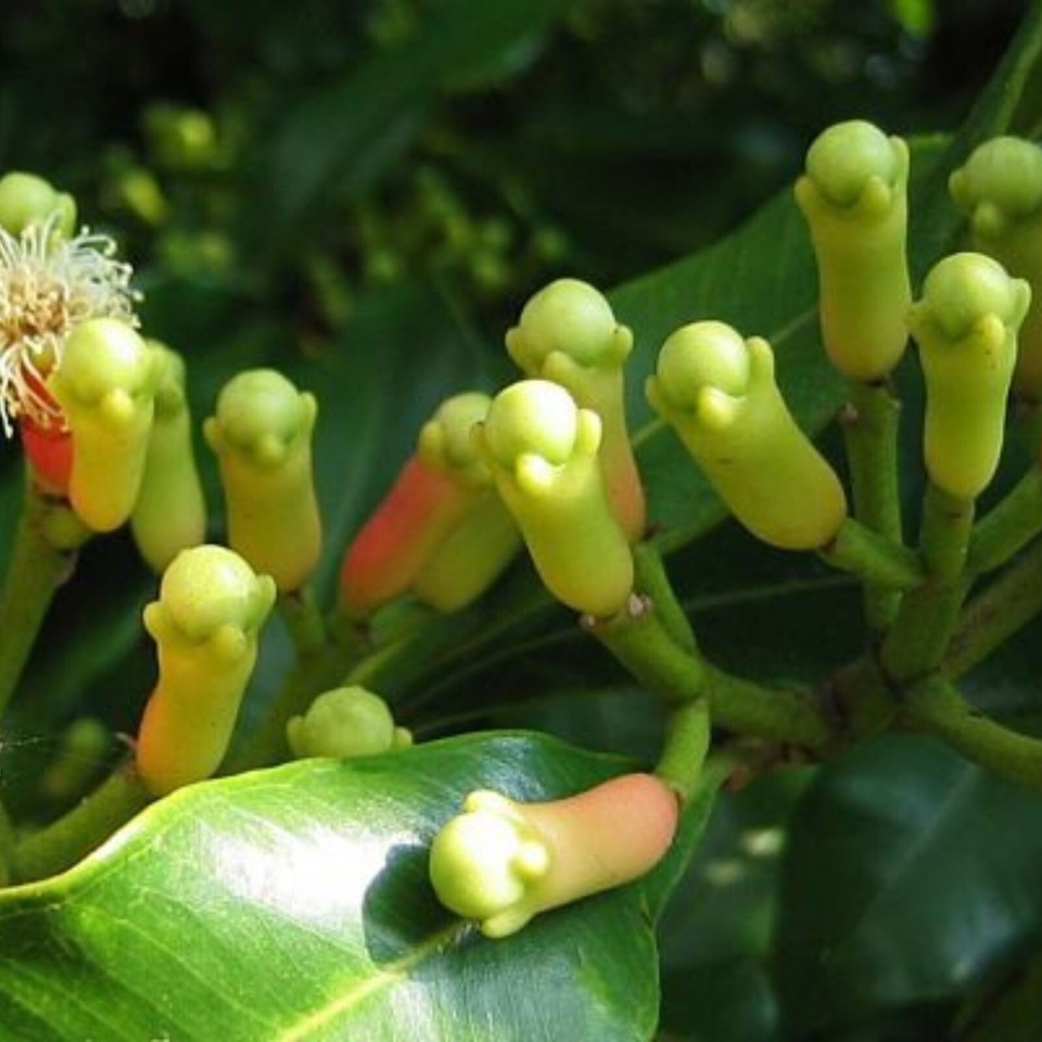 10000+ Whole Cloves fresh Highest Quality-100% Natural Form Sri Lanka ...