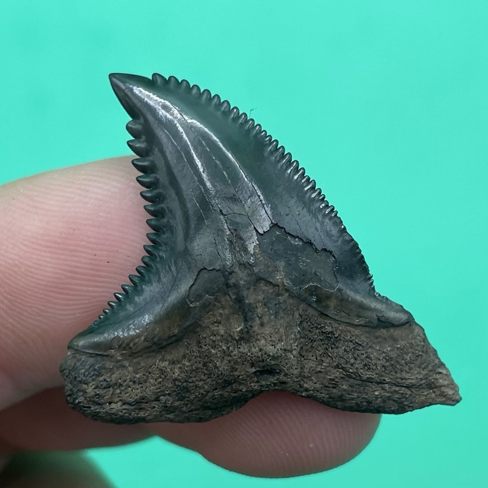 SNAGGLETOOTH SHARK TOOTH FOSSIL HEMIPRISTIS PEACE RIVER FLORIDA 1.5” | eBay