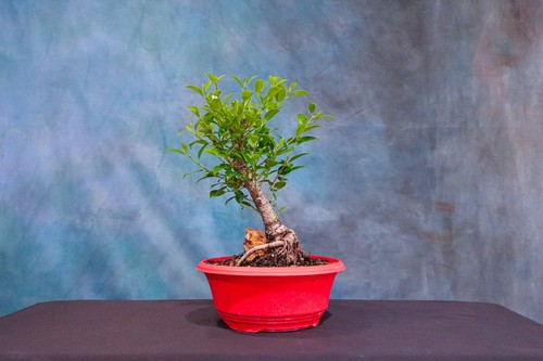 'TIGER BARK' FICUS Pre-Bonsai Tree! Root Over Rock! Hardy Material! | eBay
