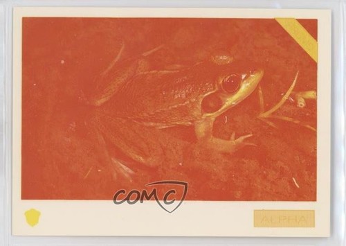 1991 Acorn Biosphere Promo Set Red/Yellow Florida Bog Frog #25 0kb5 | eBay