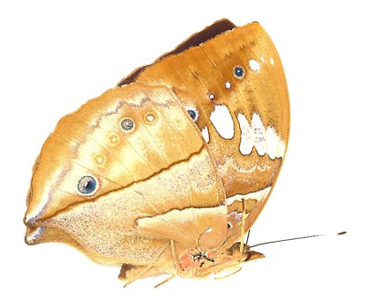 LEPIDOPTERA, NYMPHALIDAE, NYMPHALINAE, KALLIMOIDES RUMIA (female) from ...