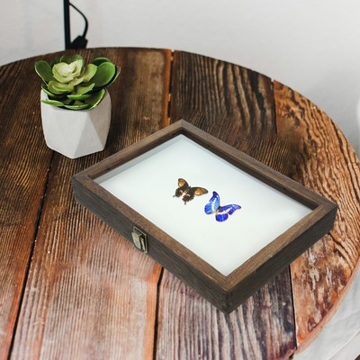 Entomology Pinning Box Insect Storage Collecting Specimen Frame ...