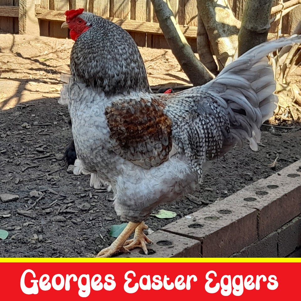 6 x Fertile Easter Egger Chicken Eggs (All eggs carry blue egg gene) | eBay