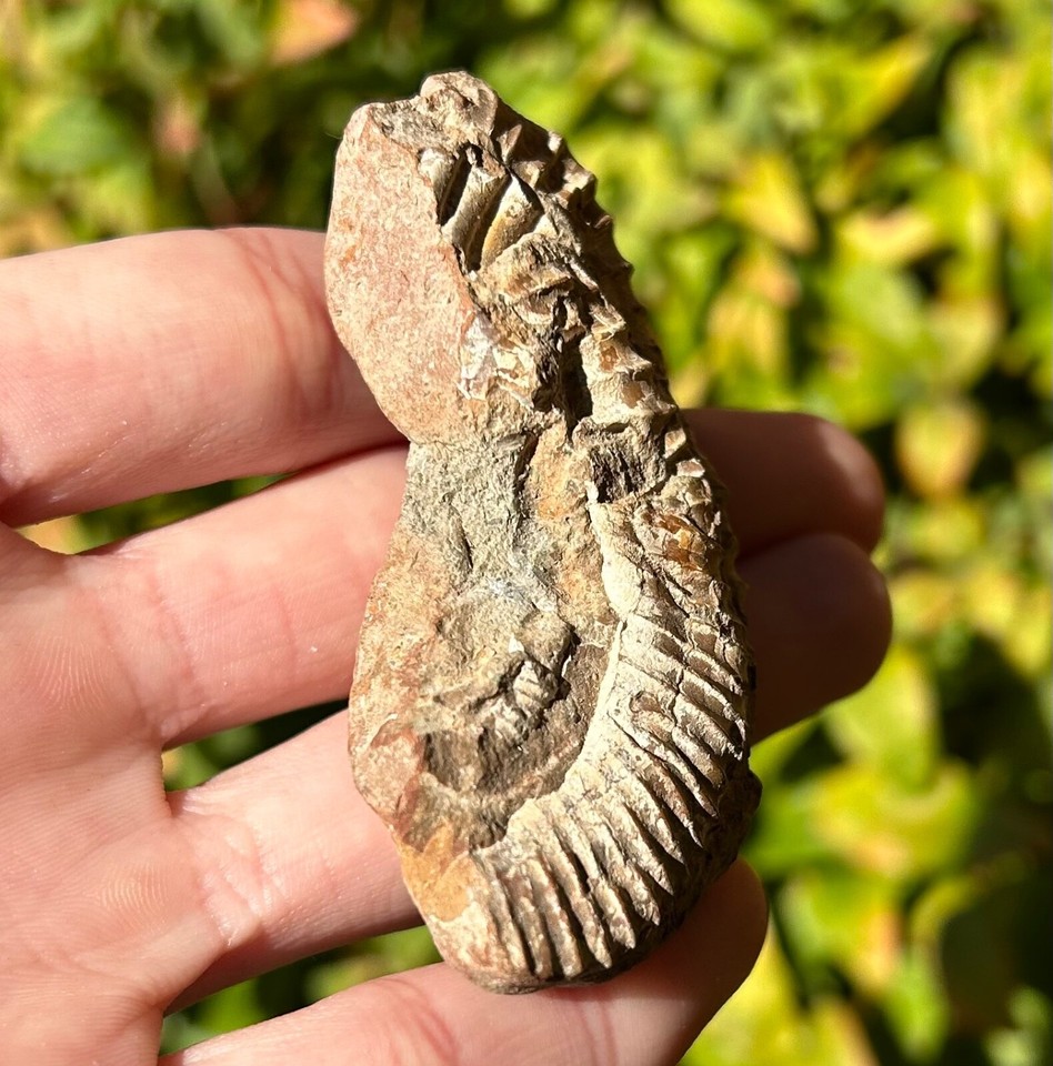 Rare Texas Fossil Ammonite Glyptoxoceras Heteromorph Cretaceous Ozan ...