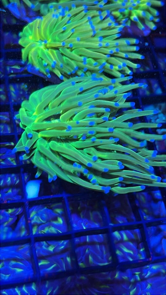 TRUE HOLY GRAIL GOLD TORCH - WYSIWYG - LIVE CORAL - Frag - SPS LPS ZOAS ...