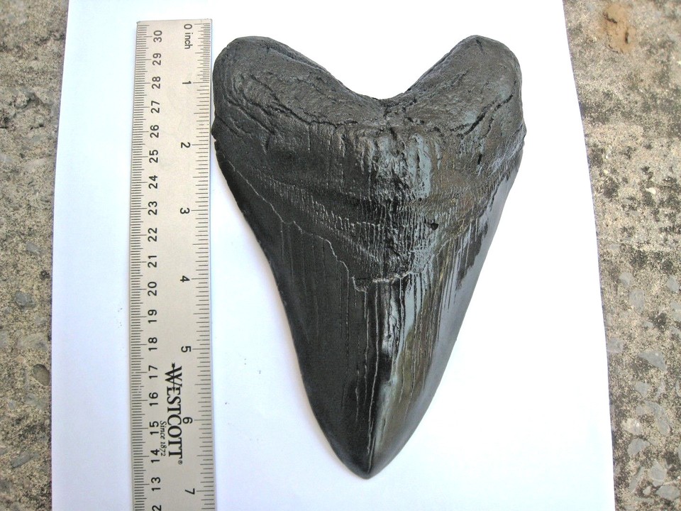 7 INCH LONG MEGALODON TOOTH REPLICA BIG FOSSIL GIANT RELIC TEETH HUGE ...