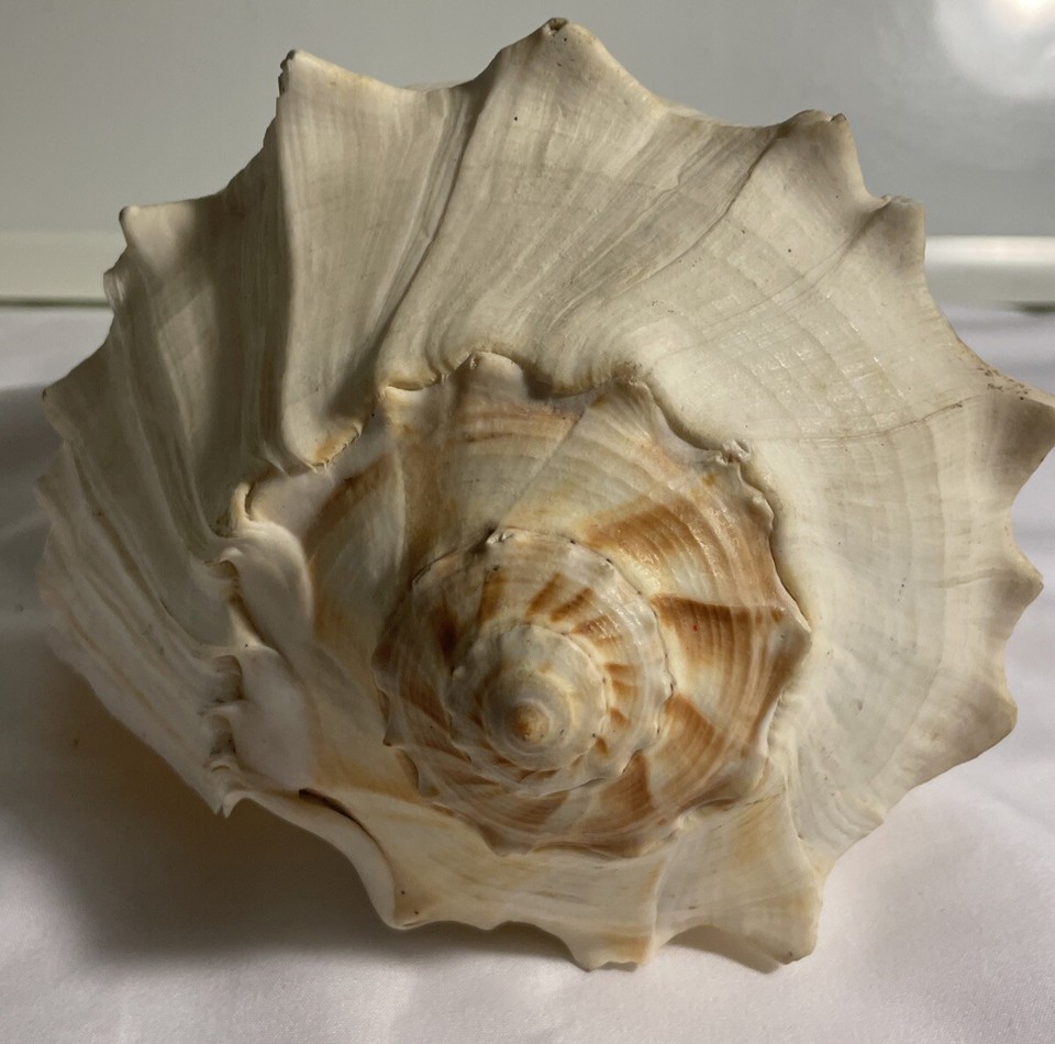 Large Lightning Whelk 10” Long Seashell Beach Nautical Decor Coastal | eBay