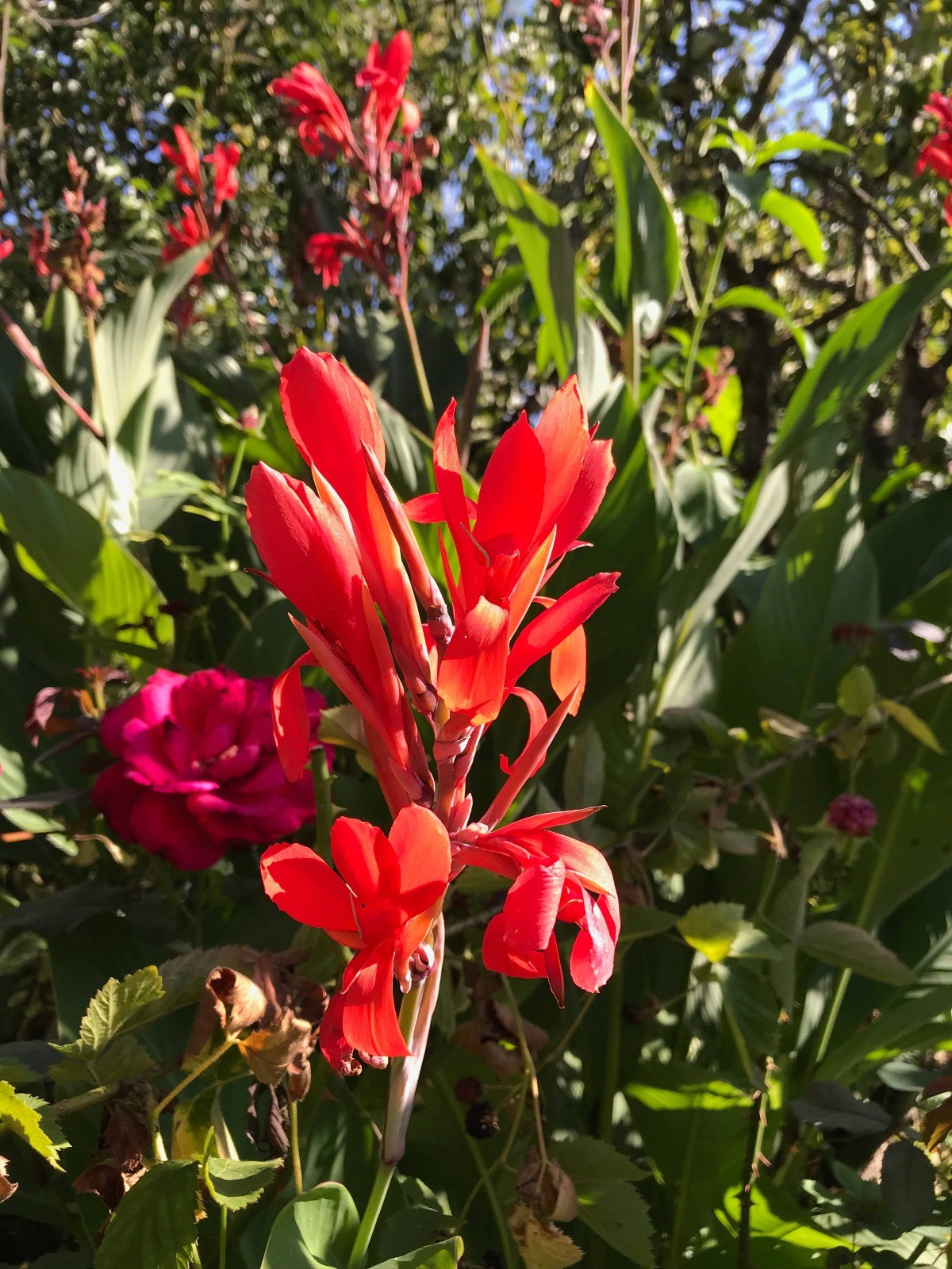 5 GRAINES DE CANNA INDICA ROUGE *** BALISIER *** CONFLORE | eBay