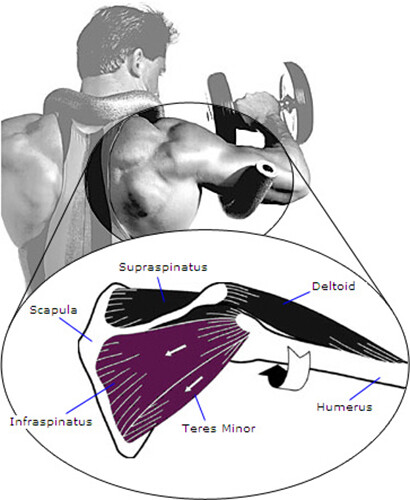 Shoulder Horn Rotator Cuff Training Device (Instructional Booklet ...