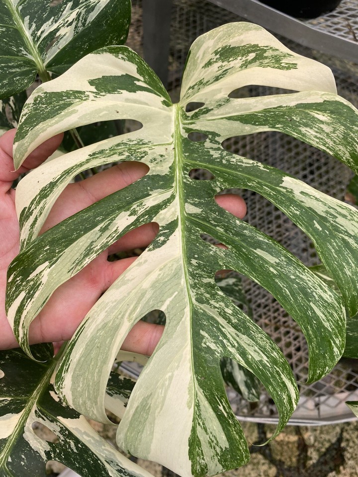 Monstera Albo ~Mint Variegation~ | eBay