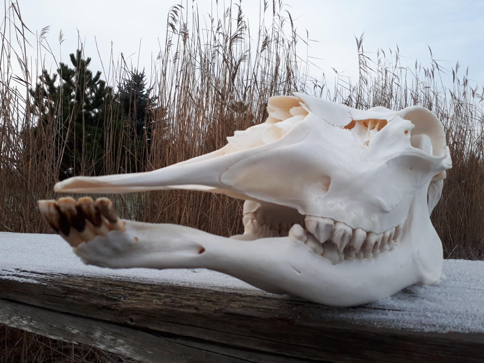 WILD MOOSE Alces americanus SKULL TAXIDERMY | eBay