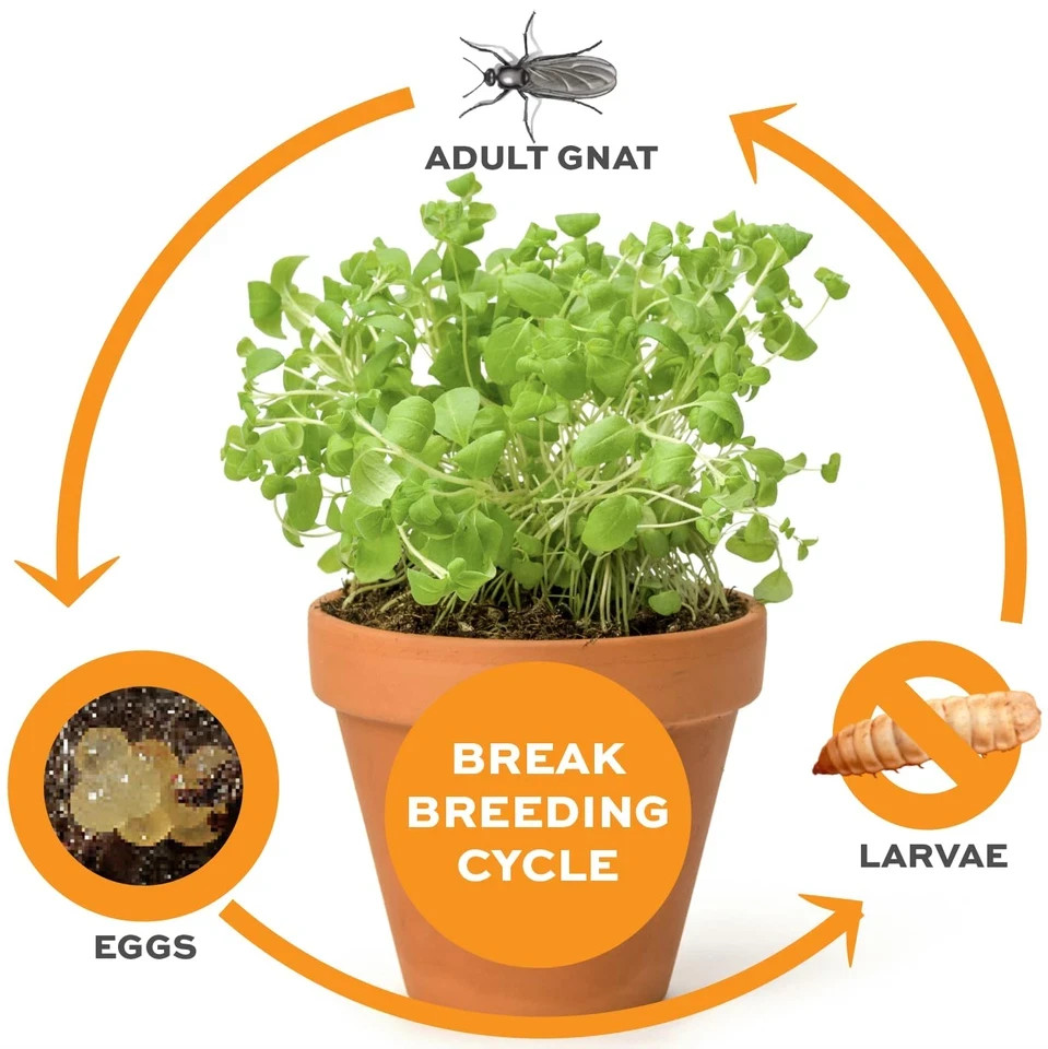 Fungus Gnat Control, Natural, Pesticide-Free Solution for Effective ...