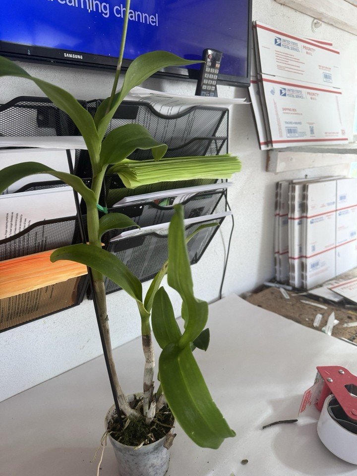 Dendrobium Airy Fancy Orchid Plant 0930 Bare Root | eBay