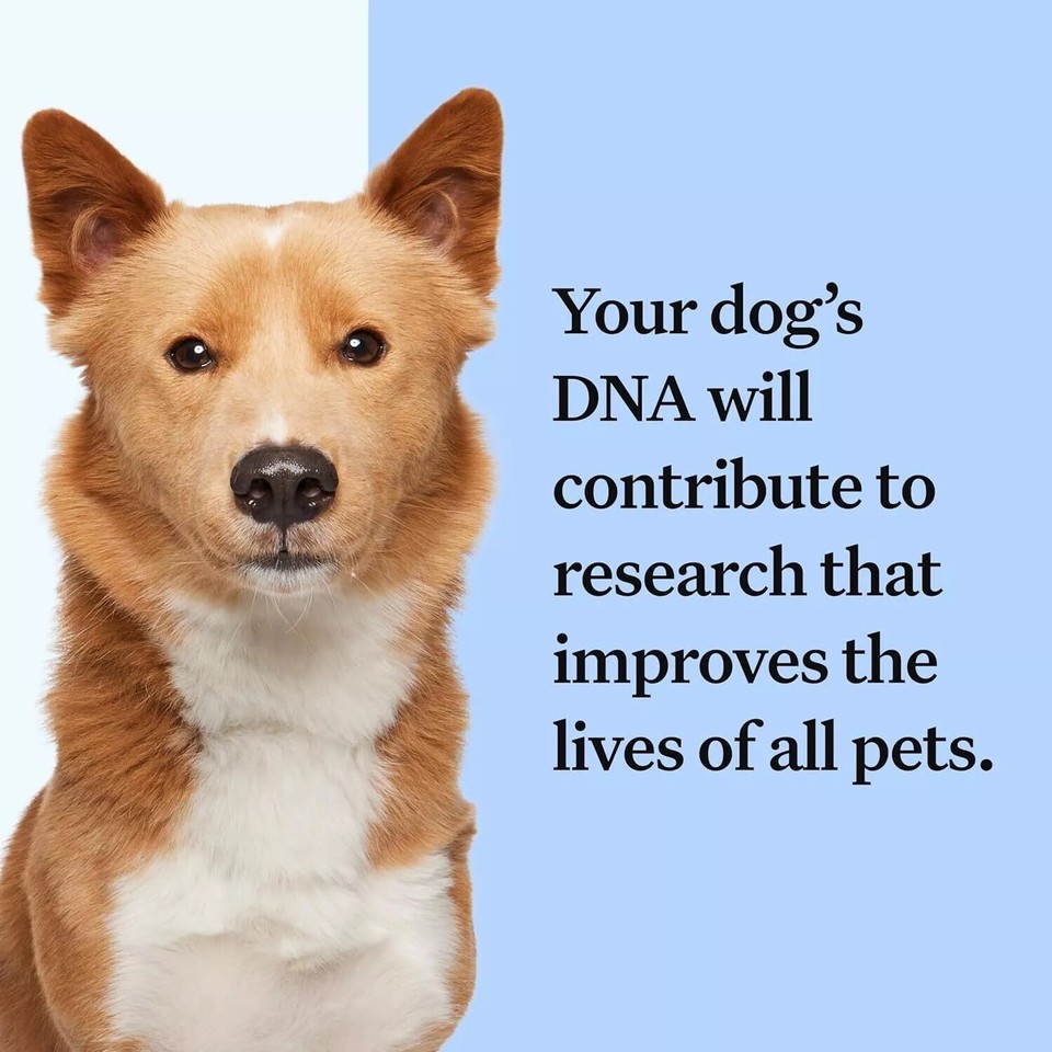 Wisdom Panel Breed Discovery Dog DNA Test Kit - Most Accurate Breed ID ...
