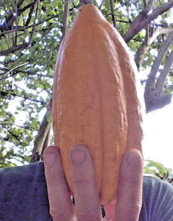 Yellow Pod Theobroma Cacao, 10 seeds Harvested fresh for each order ...