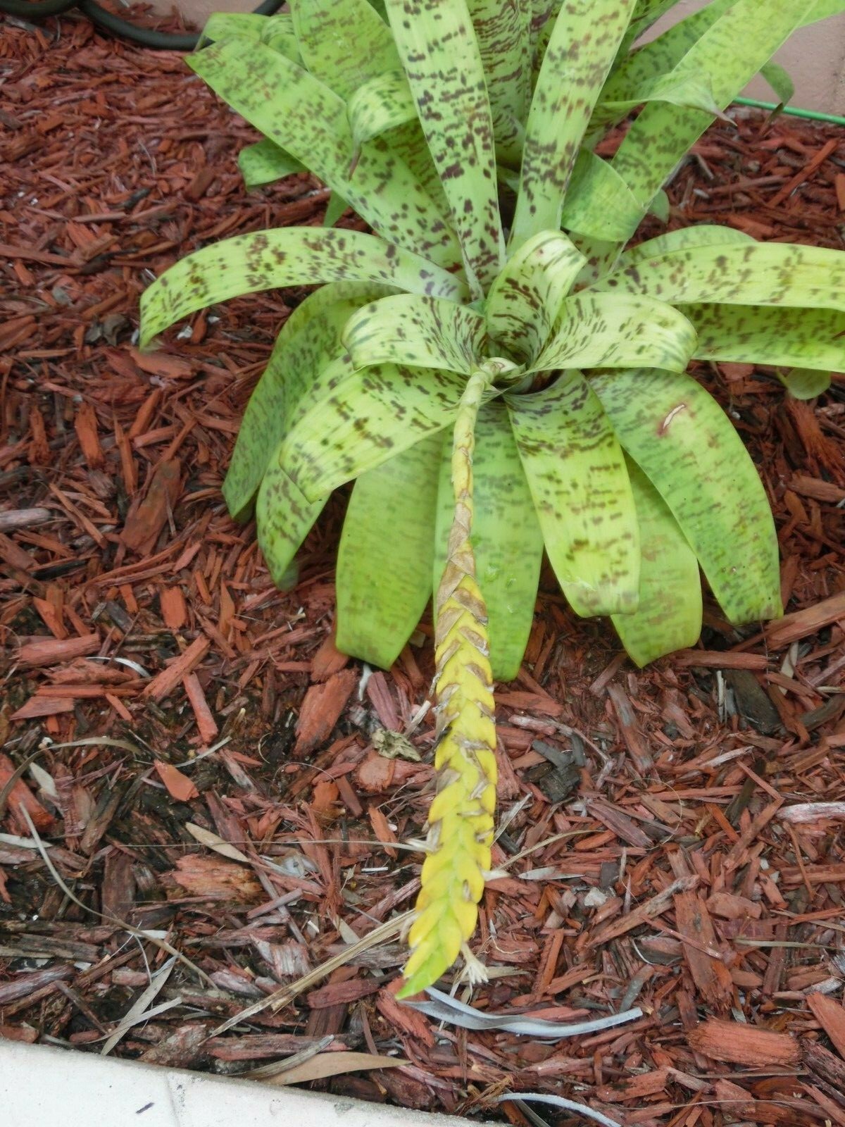 Vriesea GOUDAEA OSPINAE Smudge Pattern Bromeliad one tropical plant ...