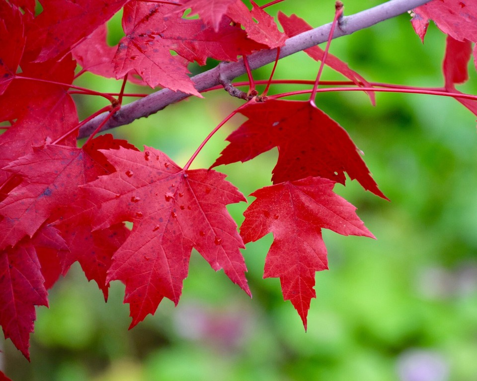 40+ FAST GROWING TREE SEEDS: Red Maple (Acer rubrum) | FREE SHIPPING ...