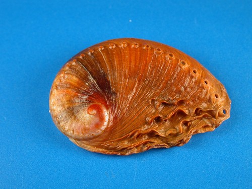 Haliotis midae, Excellent Dark Color, 45.9mm, South Africa Shell G140 ...