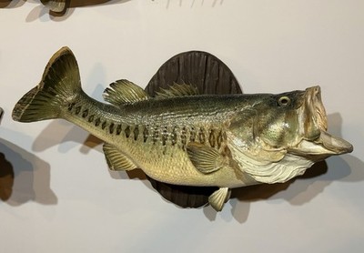 Vintage LARGEMOUTH BASS 24” 10 lb Real Skin TAXIDERMY FISH MOUNT Plaque ...