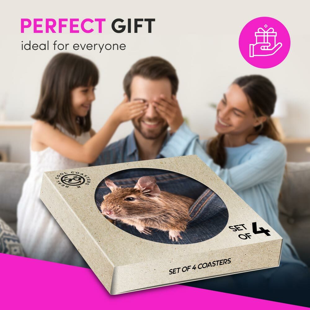 4 x Boxed Square Coasters - Rodent Rat Chile Chilean Degu #14145 | eBay