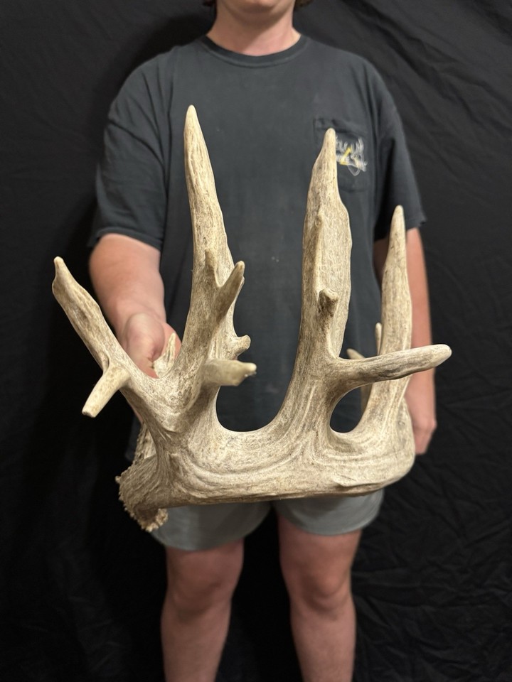 Giant 30” Main Beam 107 6/8 Whitetail Deer Shed Antler Horns Taxidermy ...