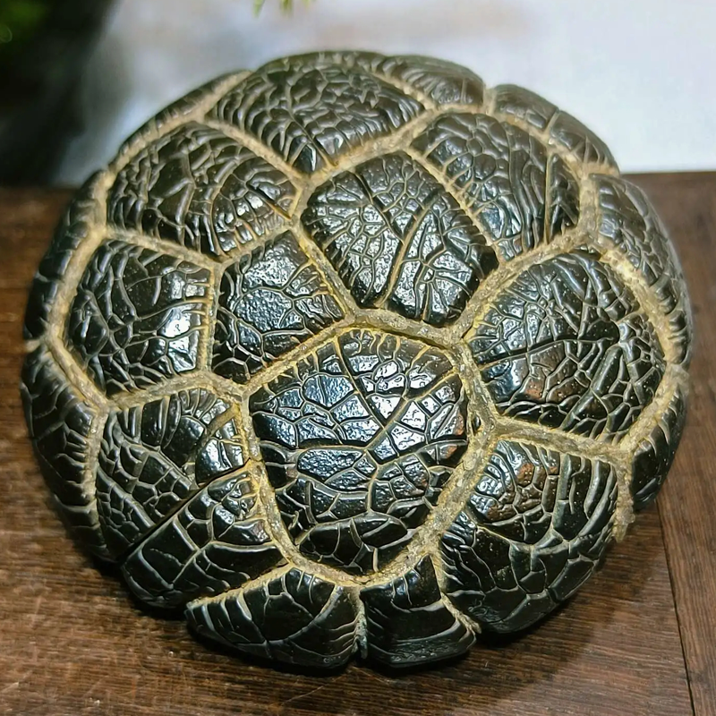 Natural Gobi Agate "Tortoise Back Pattern" Stone Moire Stone Collection ...