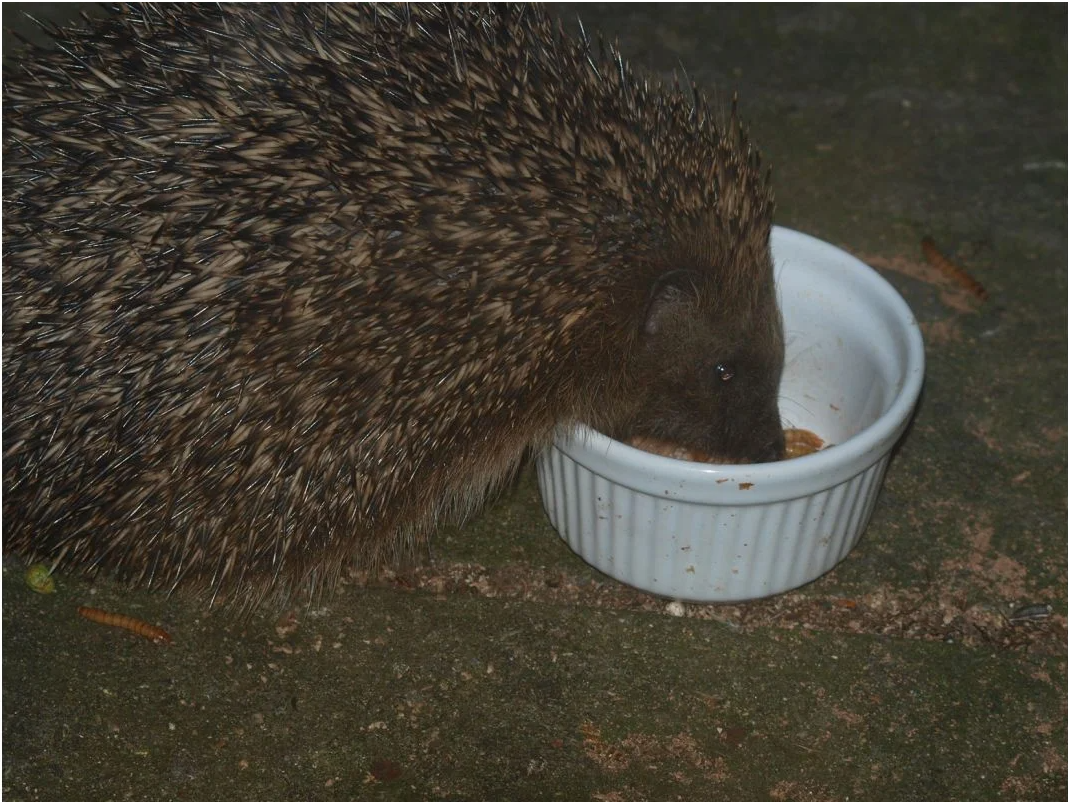 Hedgehog Food Complete Diet Feed Crunchy Nutritious Kibble Nugget ...