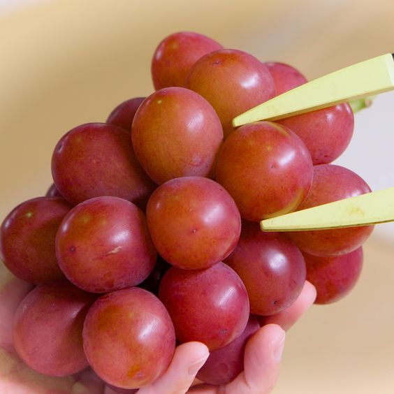 100+ Ruby Roman Grape Seedss (Vitis vinifera) Table Grape | eBay