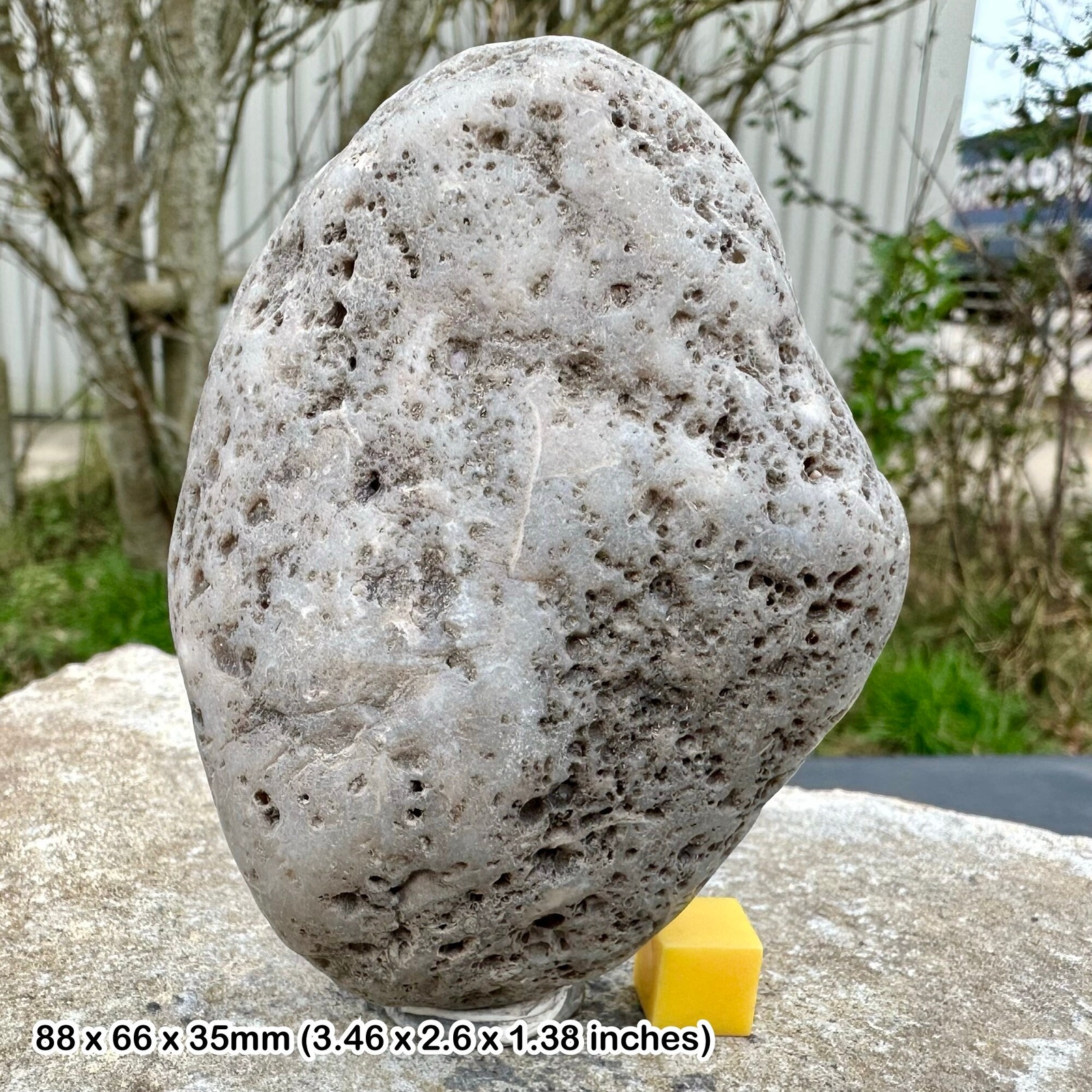 Dinosaur stomach stone fossil - gastrolith jurassic usa | eBay