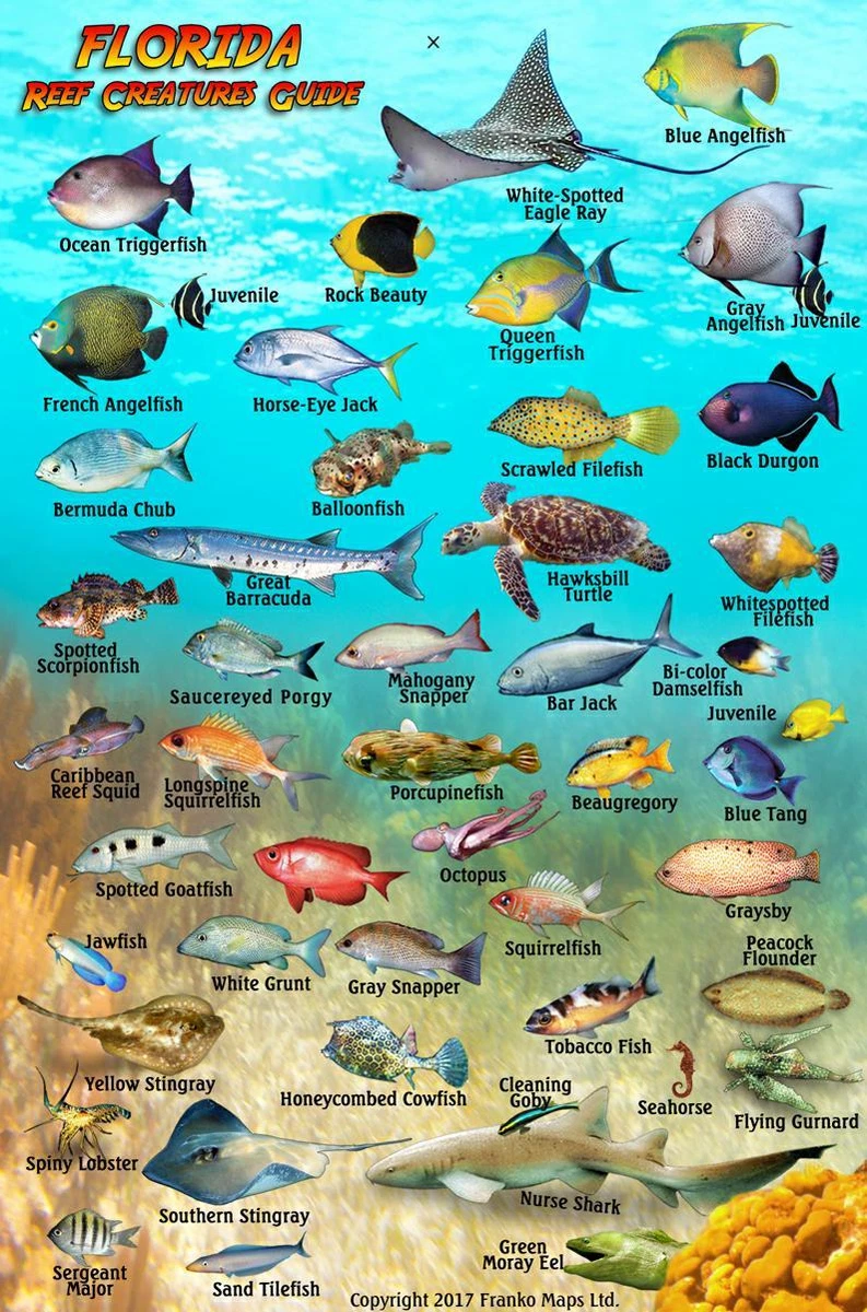 Tropical Fish Identification Guide