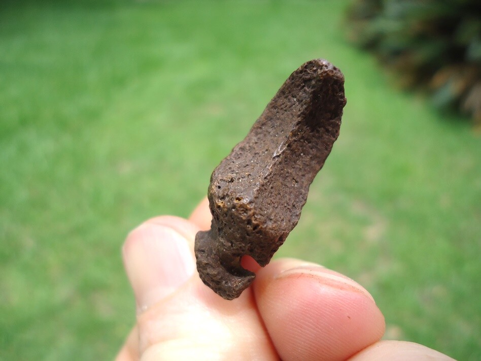 RARE TINY SLOTH CLAW CORE FLORIDA FOSSILS ICE AGE EXTINCT BONES TOOTH ...