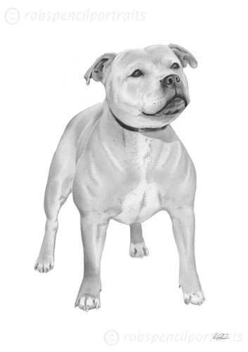 STAFF Staffy Staffie Bull Terrier Drawing Art Print Present Staffy ...