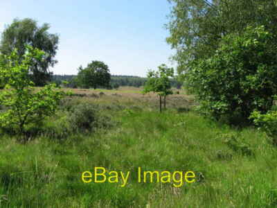 Photo 6x4 Budby South Forest This common land is still used for grazing ...