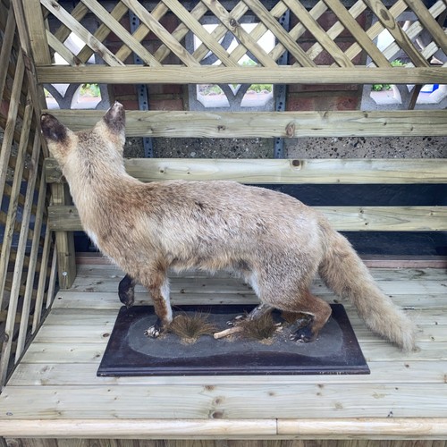 Taxidermy fox full mount | eBay UK