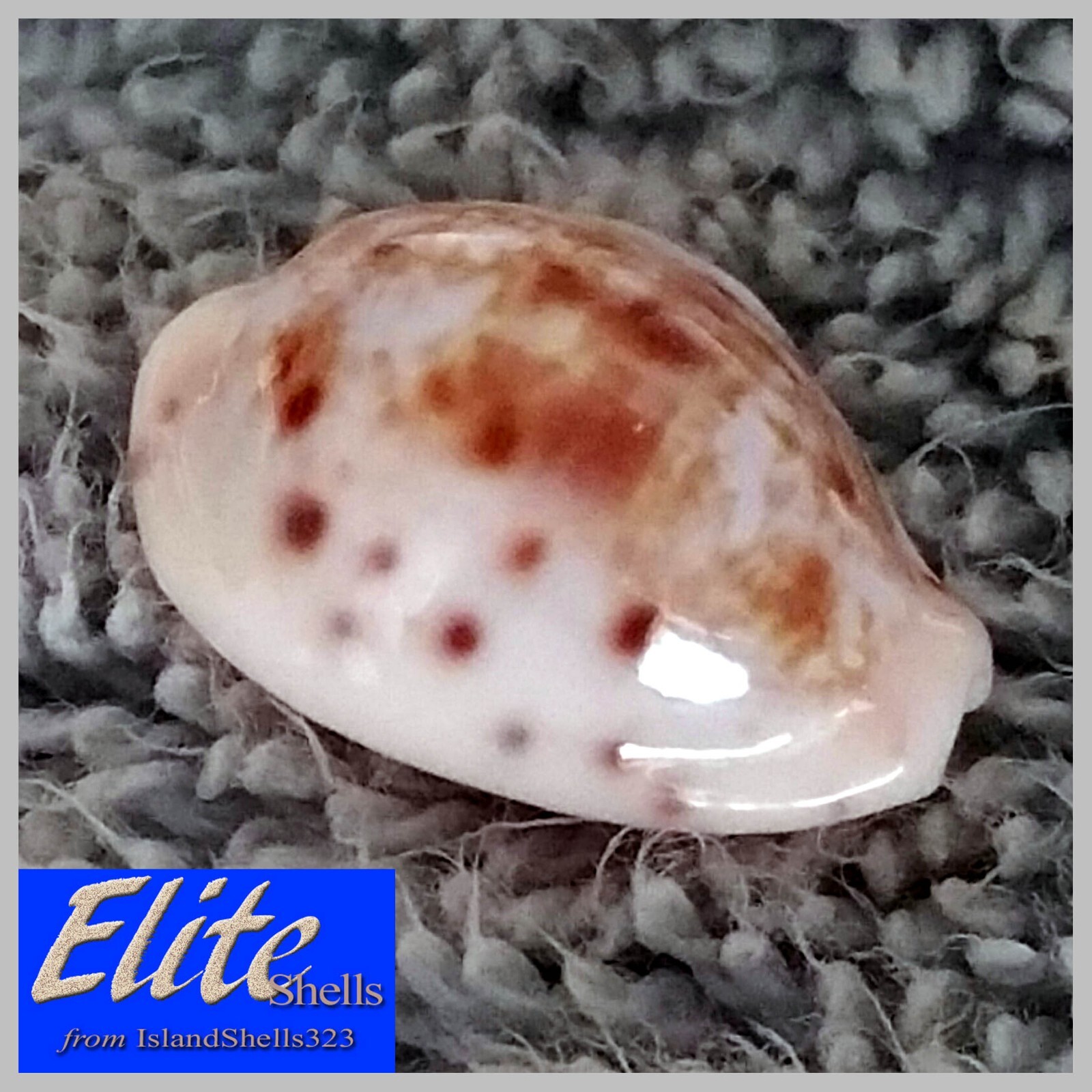 Cypraea Rashleighana #2 16.9mm ULTRA-RARE! LIVE COLLECTED from Hawaii ...