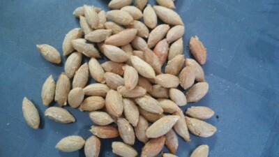 organic olive seeds from the holy land Jerusalem , 15 seeds | eBay