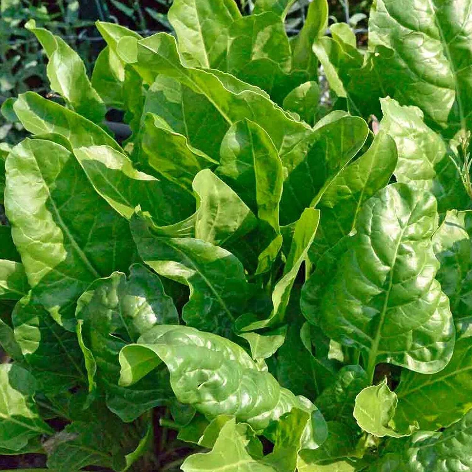 ORGANIC - 100 Spinach Perpetual Beet Leaf Seeds - Fresh UK Seeds Non ...