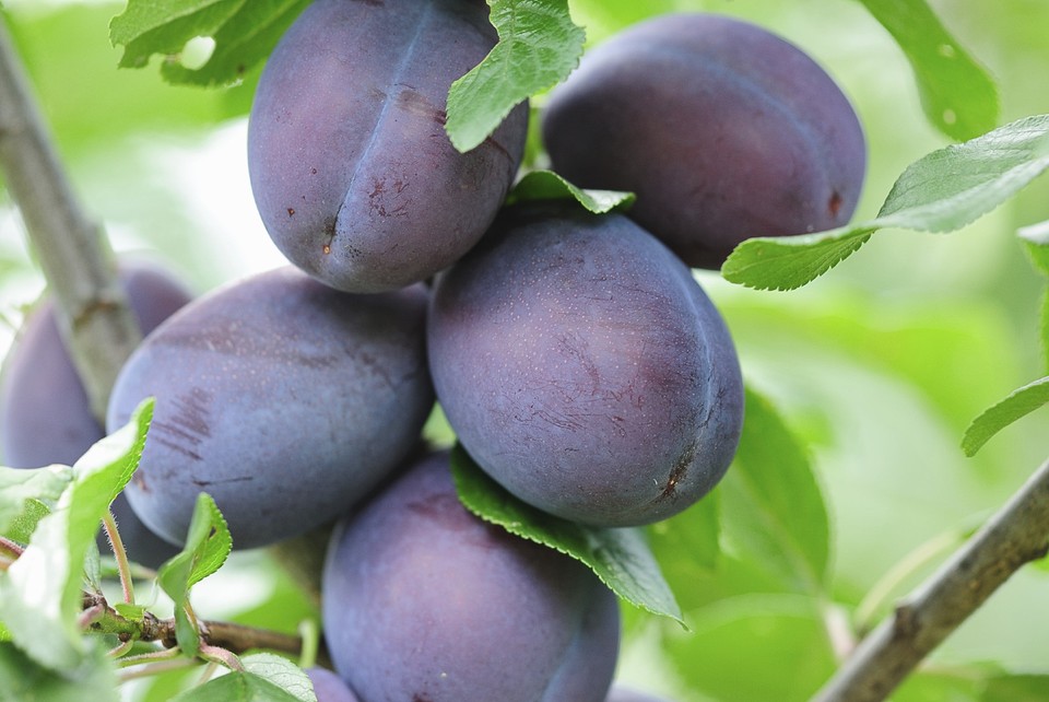 Opal Plum Tree 4-5ft in a 6L Pot, Self-Fertile,Ready to Fruit,Early ...